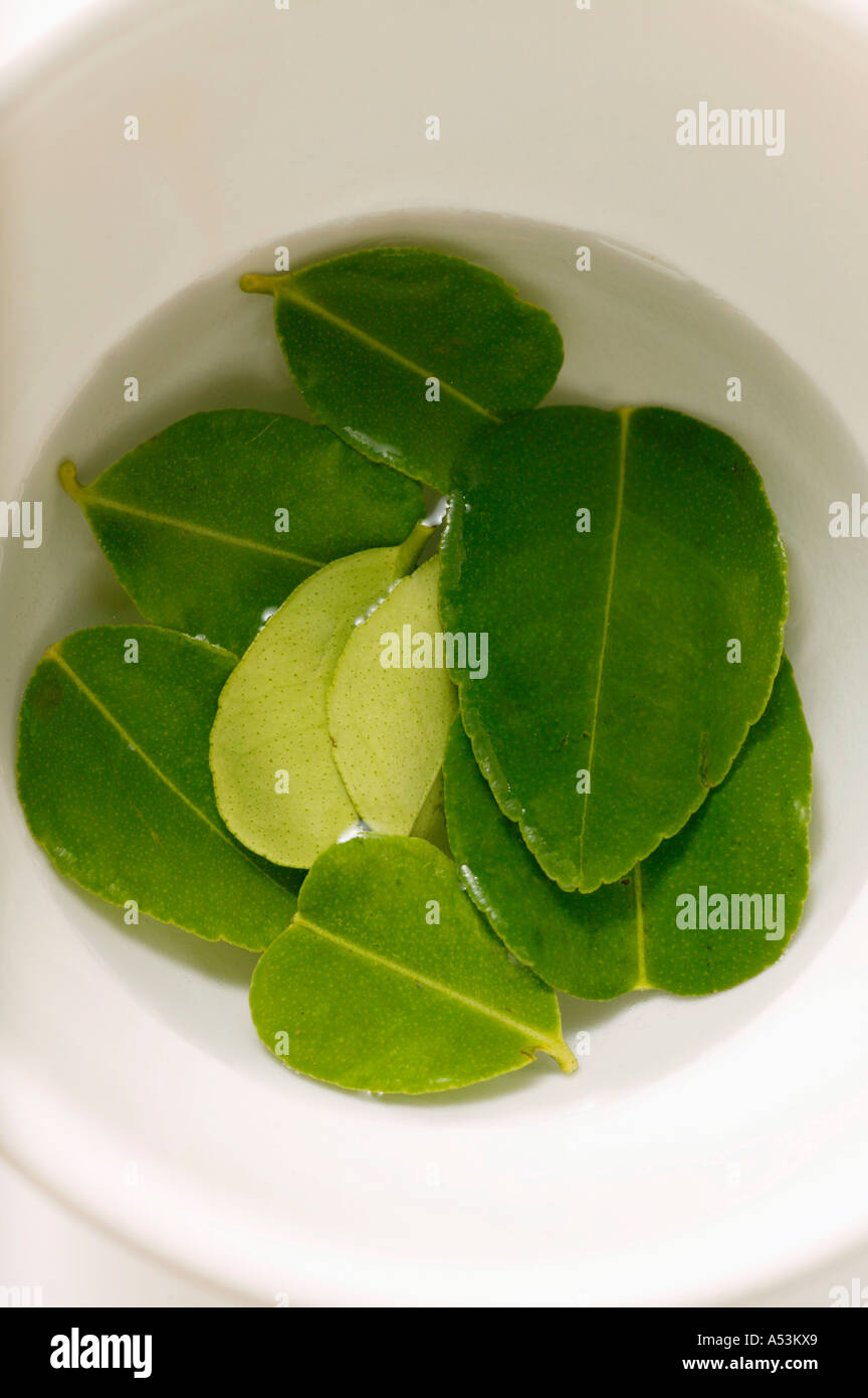 Lemon leaves soaked in water Stock Photo - Alamy