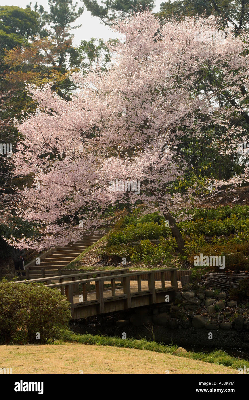 Tokyo Japan travel Sakura garden pink flower bridge landscape Stock ...