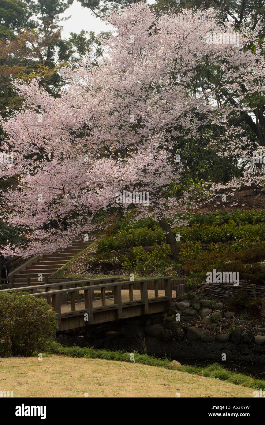Tokyo Japan travel Sakura garden pink flower bridge landscape Stock ...