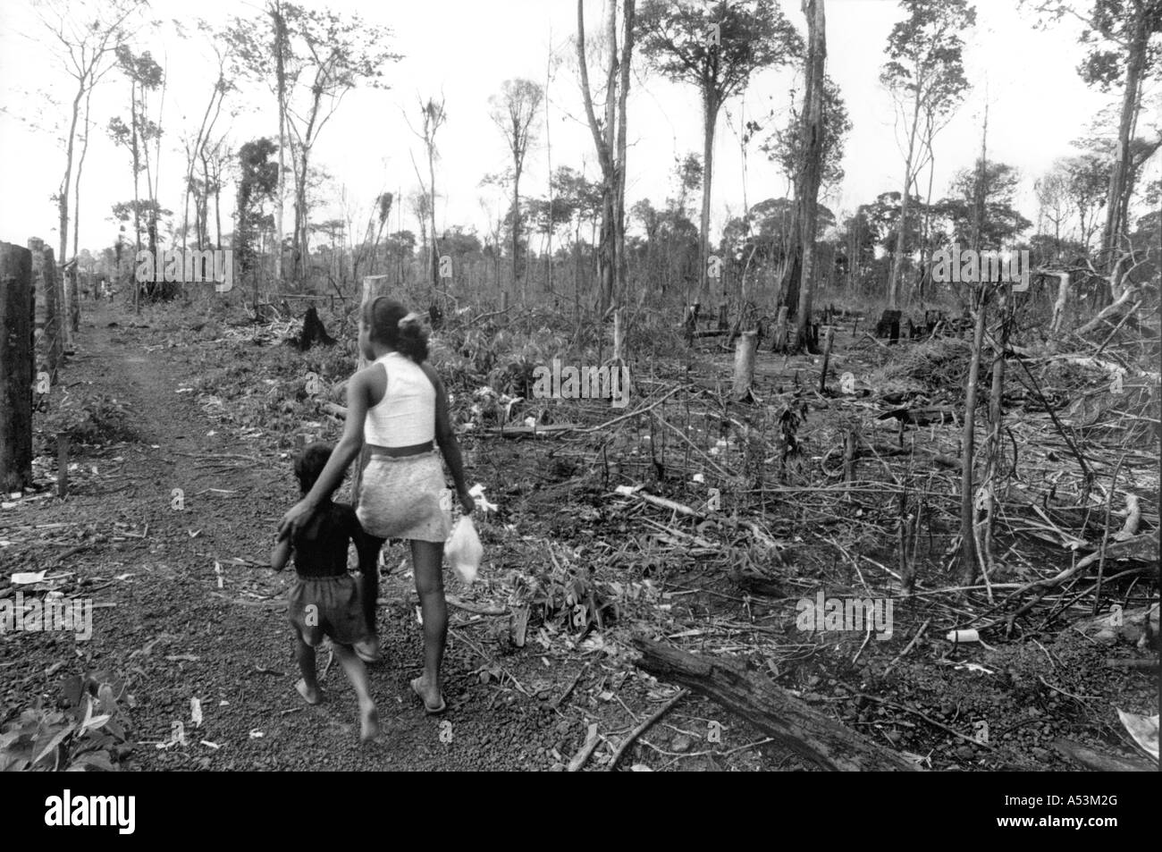 Painet ha1593 320 black and white environment destroyed rainforest ...