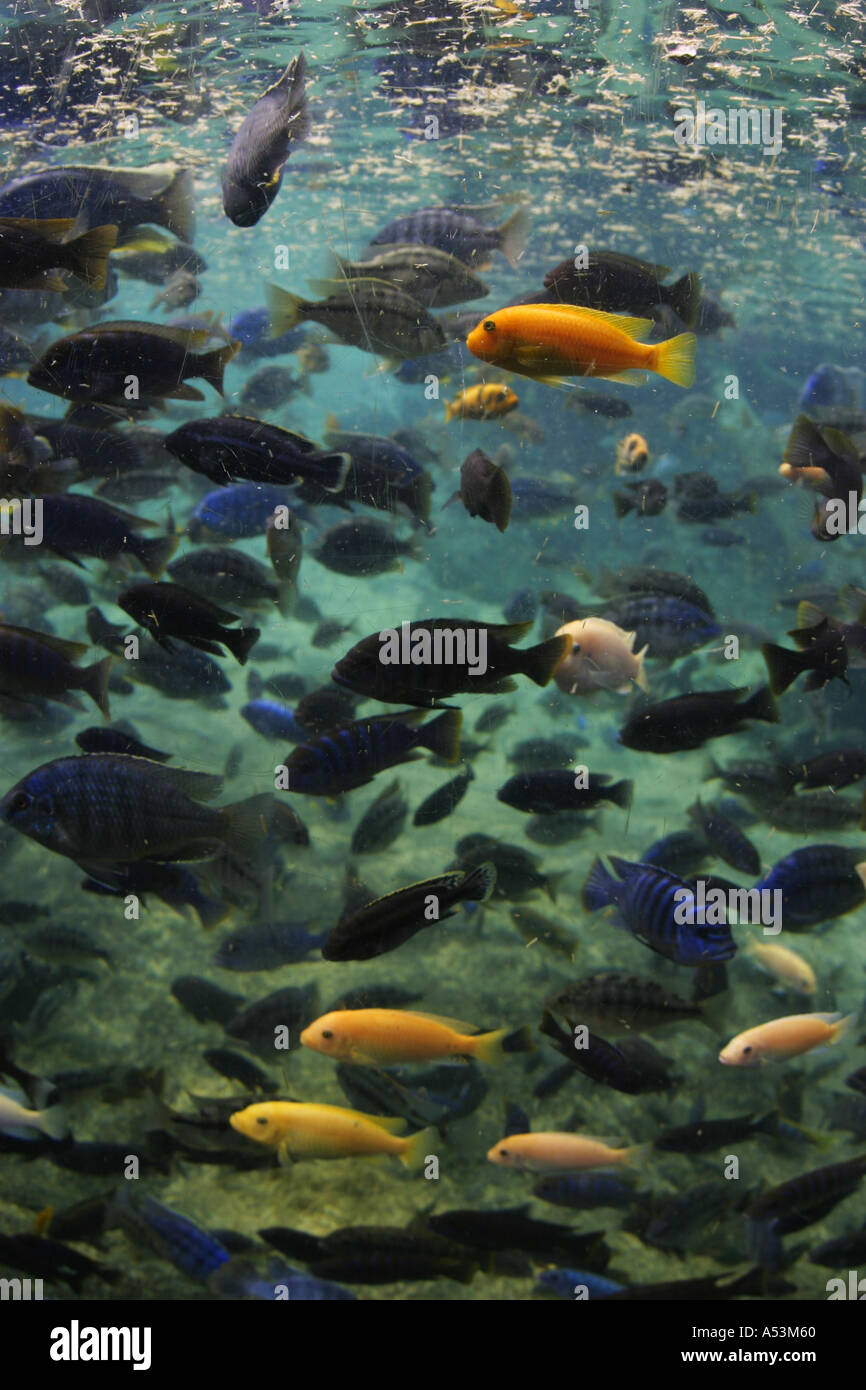 aquarium fish tropical tank enclosed crowded Stock Photo - Alamy
