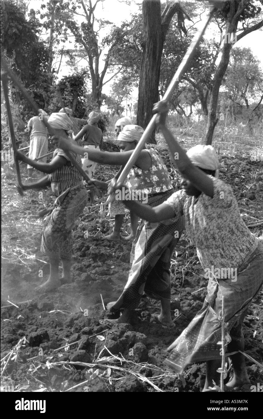 Kikuyu hi-res stock photography and images - Alamy