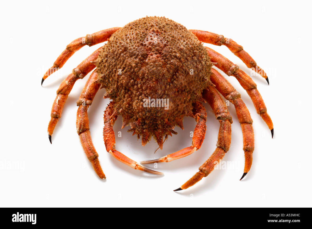 Uncooked spider crab hi-res stock photography and images - Alamy