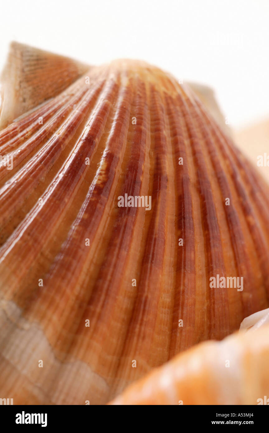 Pilgrim Mussel Stock Photos & Pilgrim Mussel Stock Images - Alamy