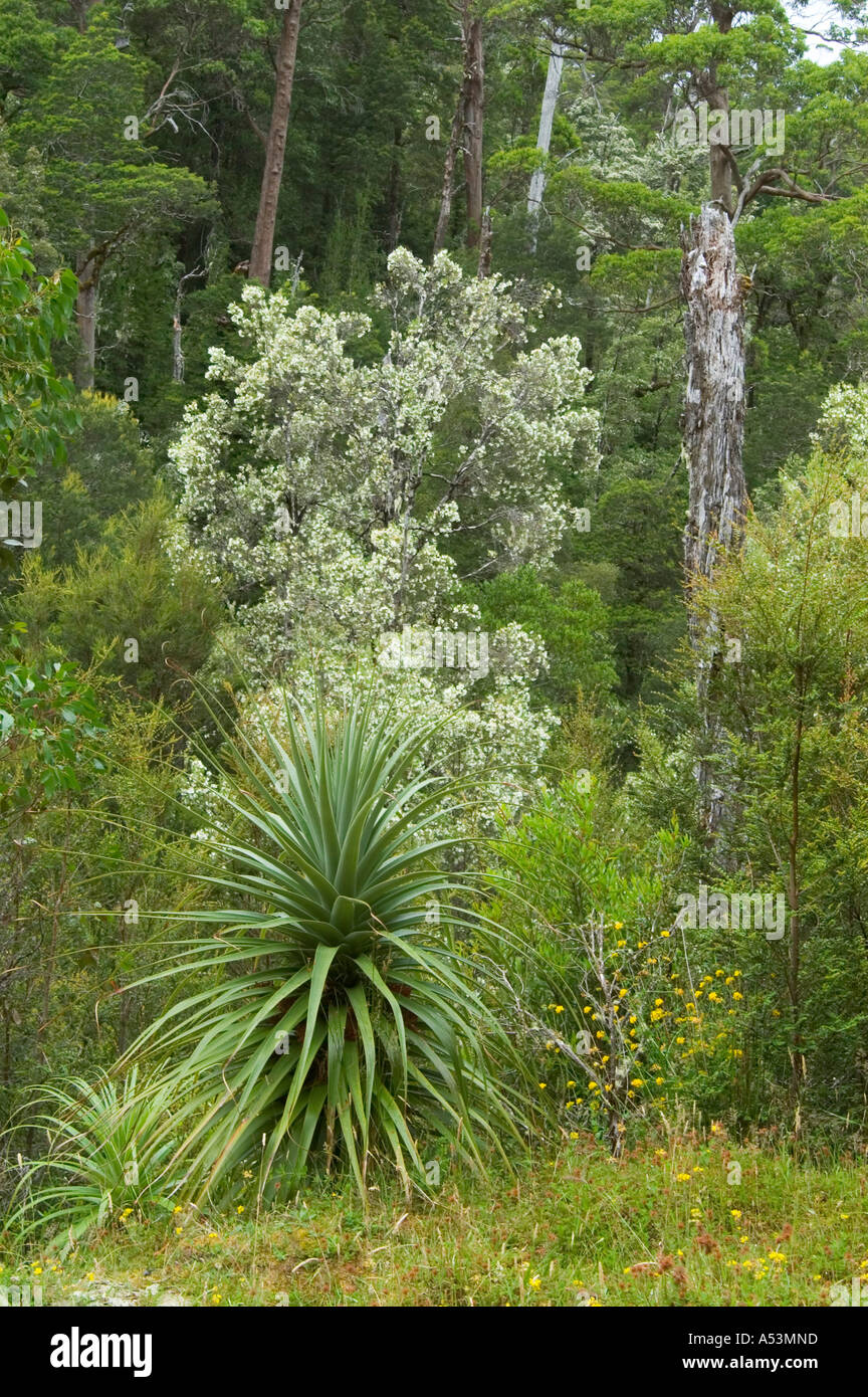 Leatherwood tree hi-res stock photography and images - Alamy
