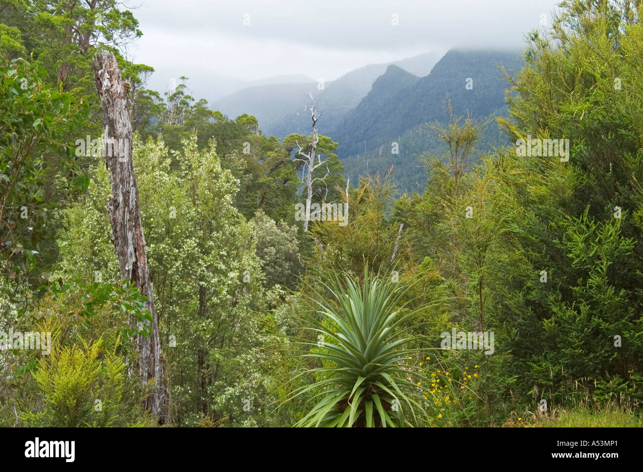 Rainforest and flowering leatherwood Eucryphia lucida trees Franklin ...
