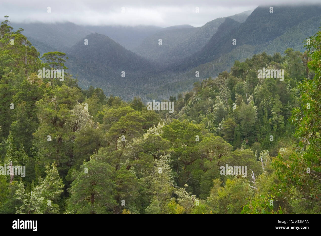 Rainforest and flowering leatherwood Eucryphia lucida trees Franklin ...