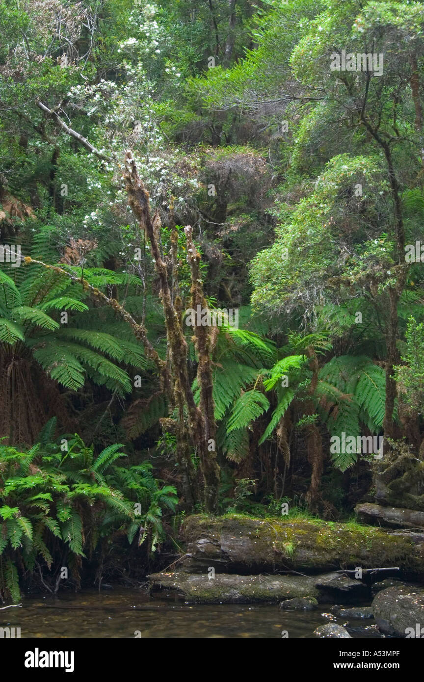 Franklin river and rainforest hi-res stock photography and images - Alamy