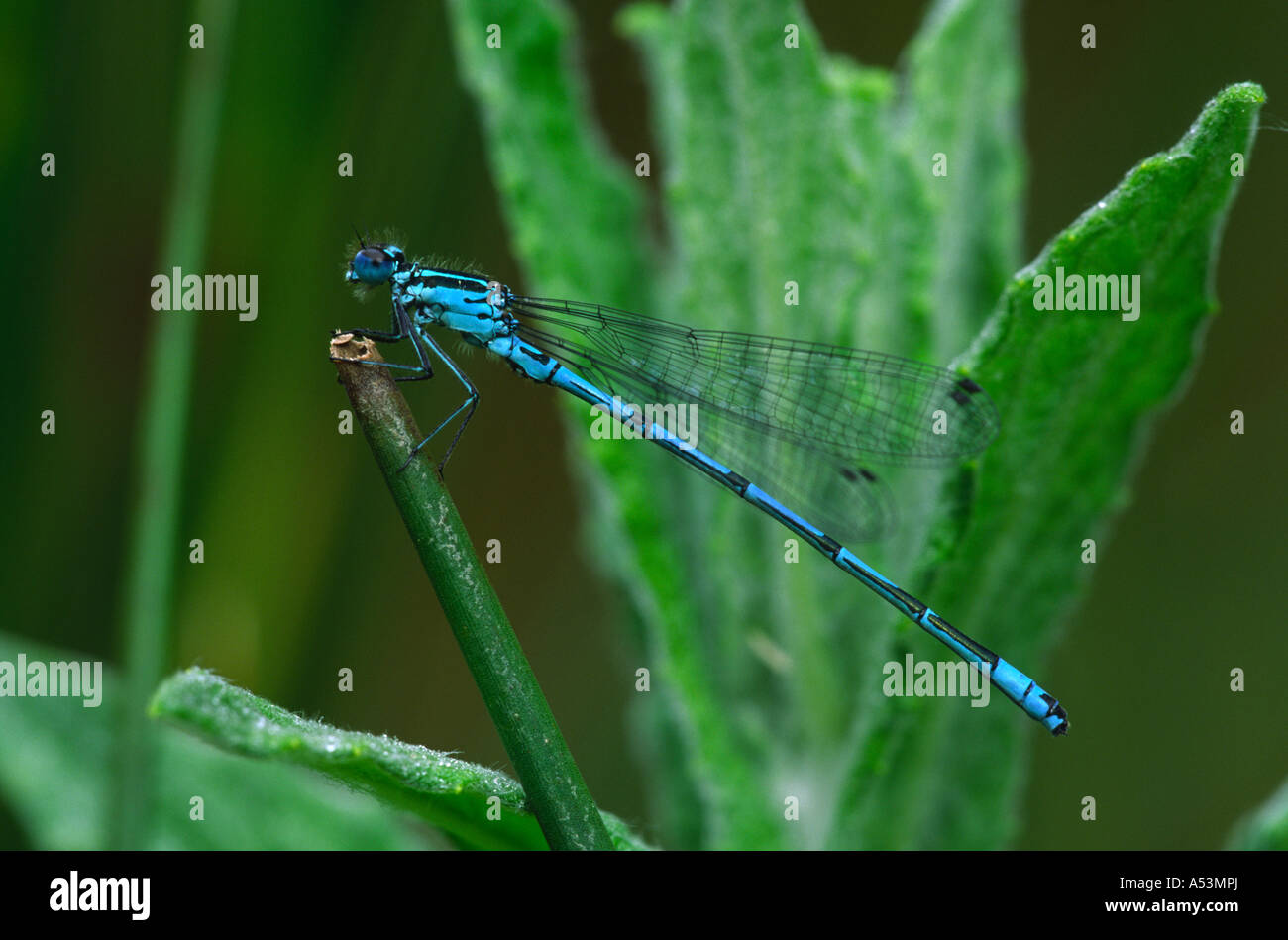 Common Blue Damselfly enallagma cyathigerum Stock Photo - Alamy