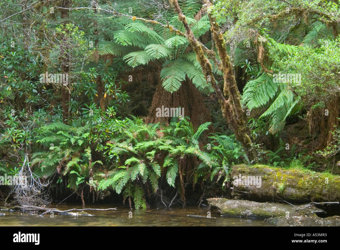 Rainforest at tributuary river to Franklin River in Franklin Gordon ...