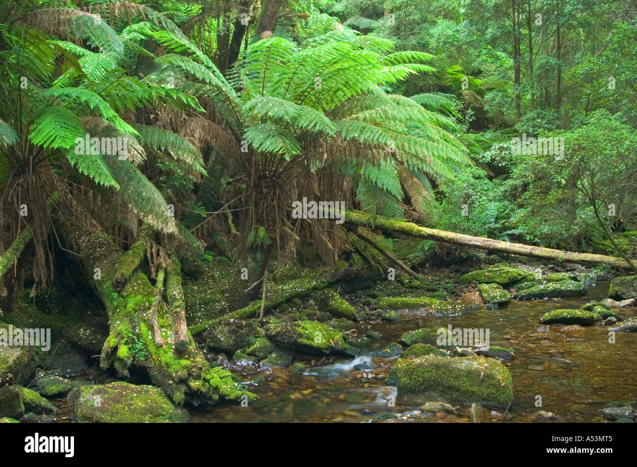 Rainforest at tributuary river to Franklin River in Franklin Gordon ...