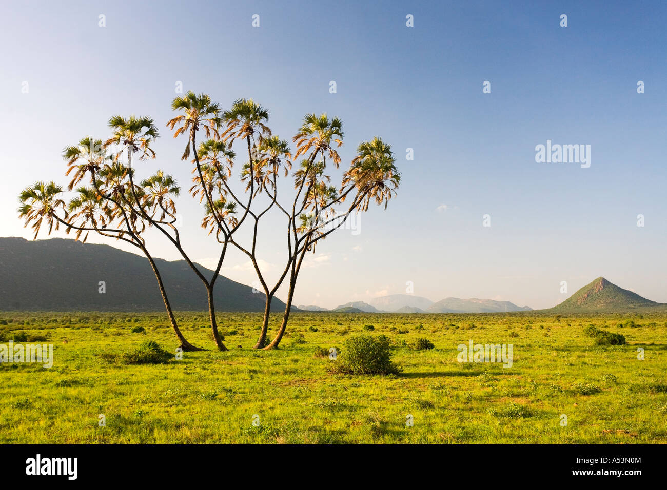 Doum Palm Tree,Hyphaene thebaica, in landscape of grassland prairie ...