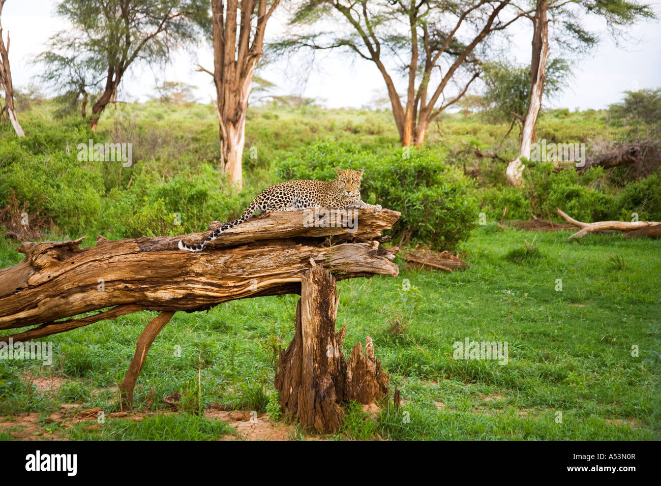 Wild african leopard lying on dead tree trunk Samburu National Park NP ...