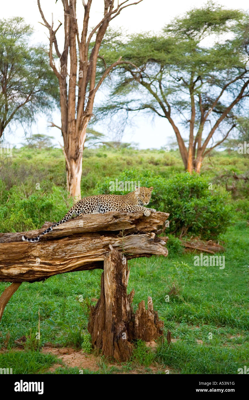 Leopard lying on tree trunk hi-res stock photography and images - Alamy