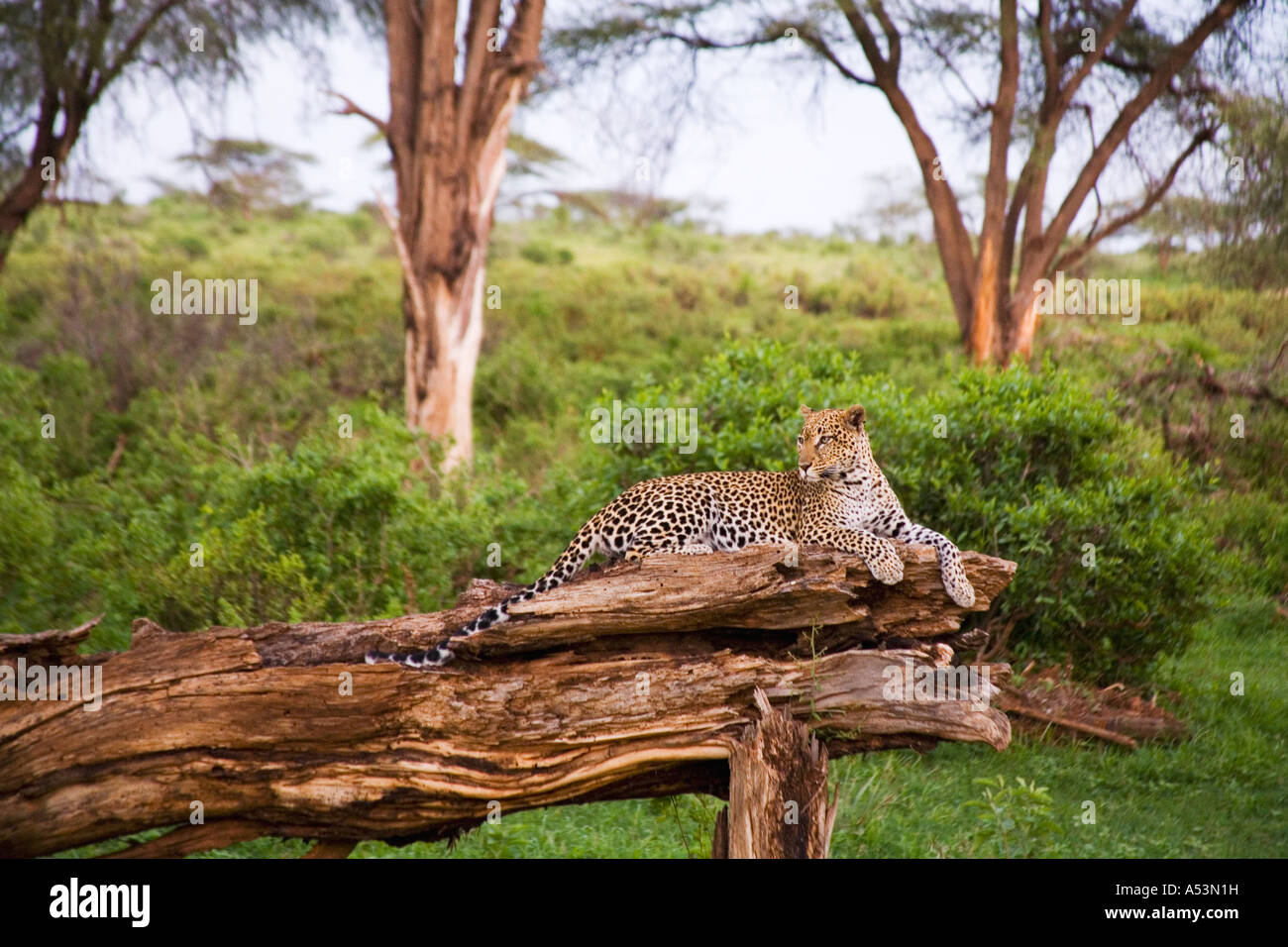 Leopard lying on tree trunk hi-res stock photography and images - Alamy