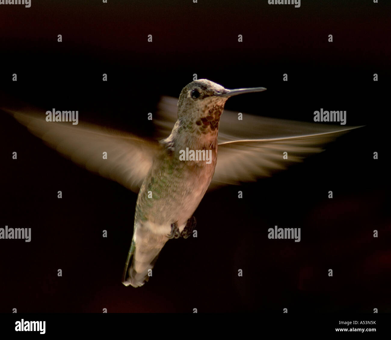 Annas humming bird hi-res stock photography and images - Alamy