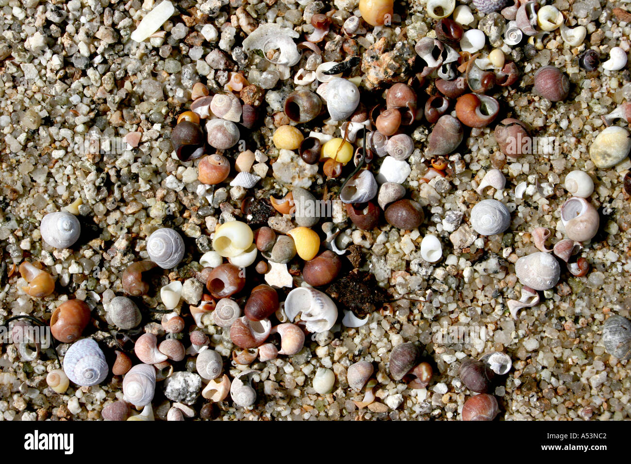 Random shells hi-res stock photography and images - Alamy