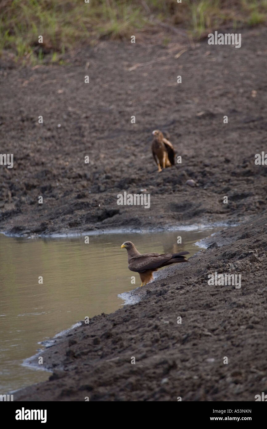 Tawny eagle with a juvenile harrier hawk in the background drinking at ...