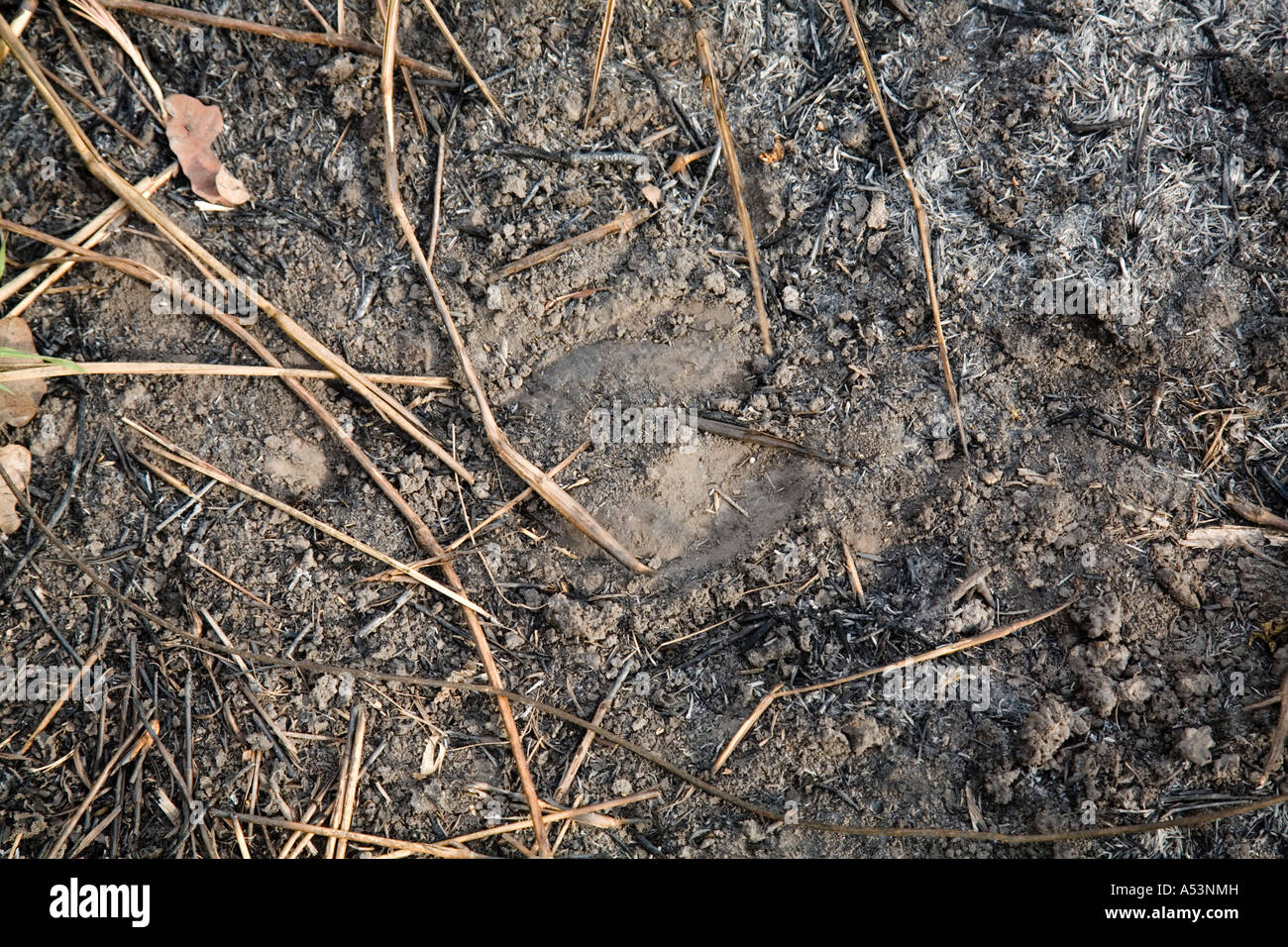 A water buffalo s footprint in the Kalakpa Resource Reserve Ghana Stock ...