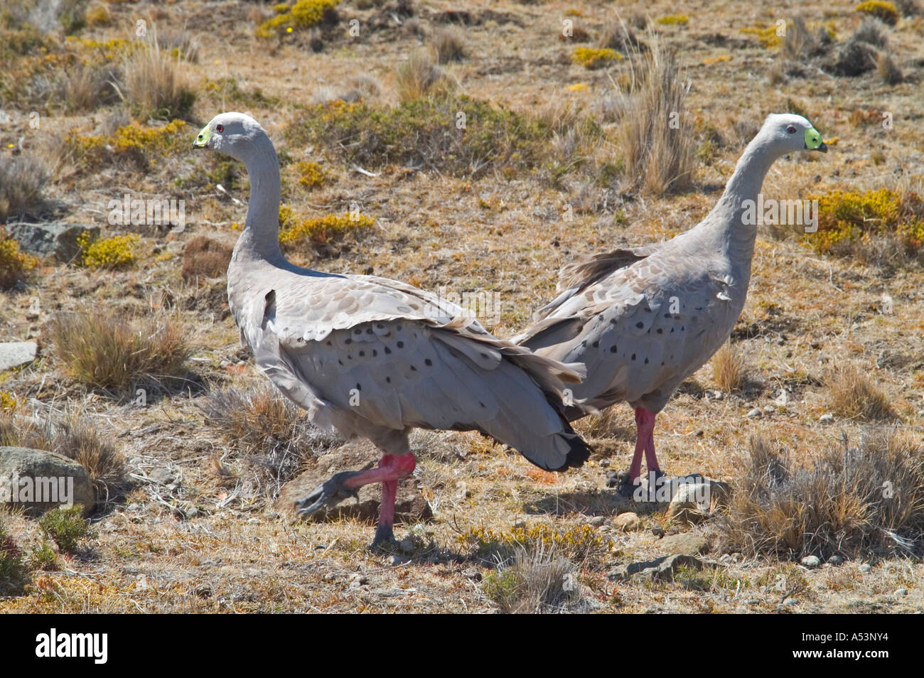 Cape Barren geese Cereopsis novaehollandiae in Maria Island ...