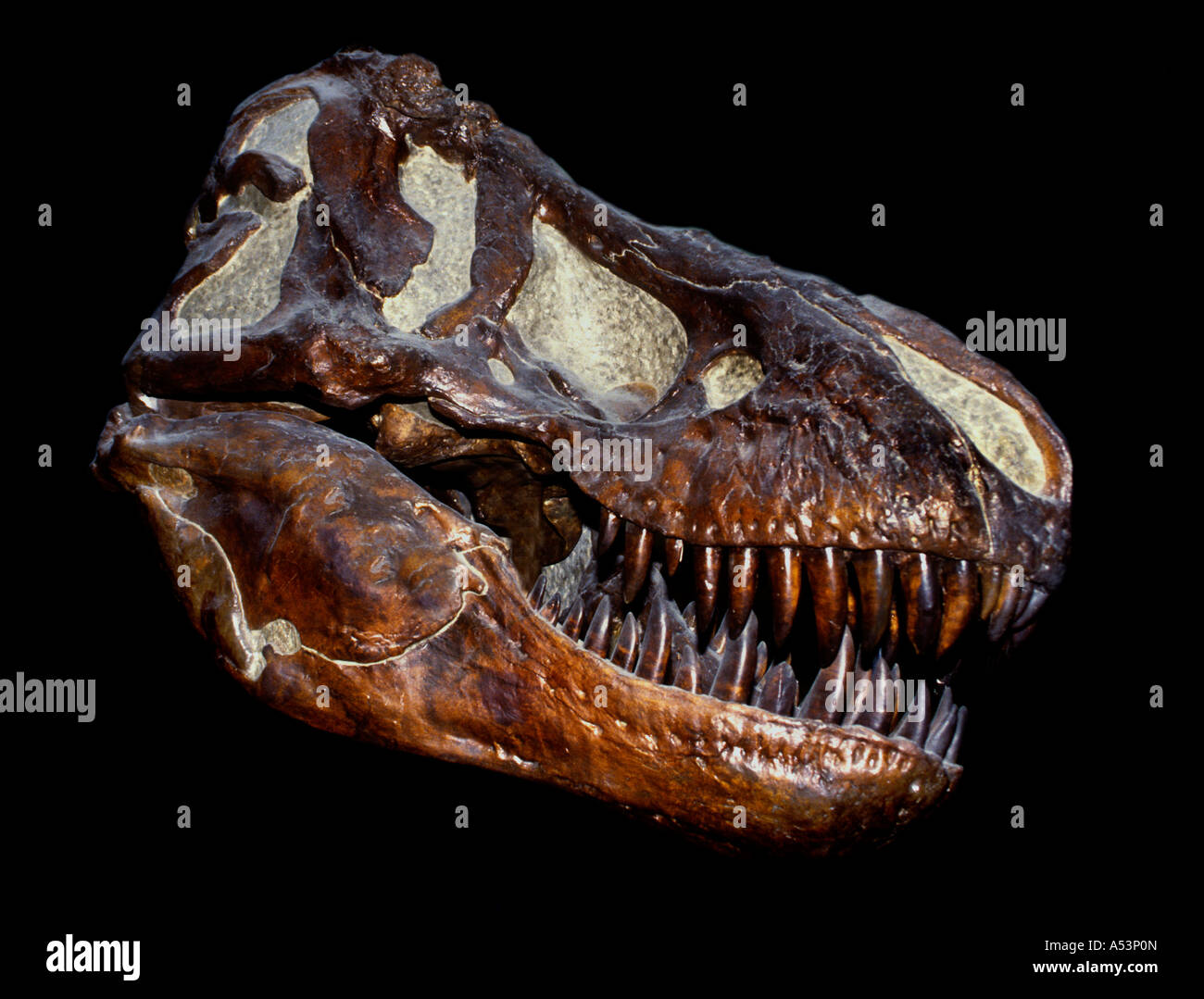 Rex features hi-res stock photography and images - Alamy