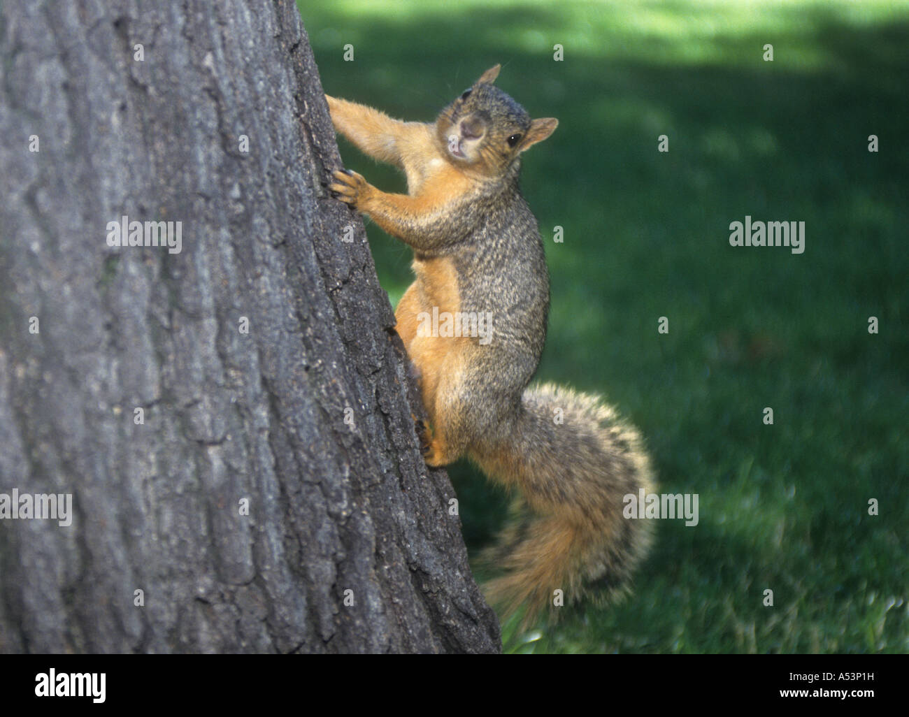 Watching grey squirrel hi-res stock photography and images - Alamy