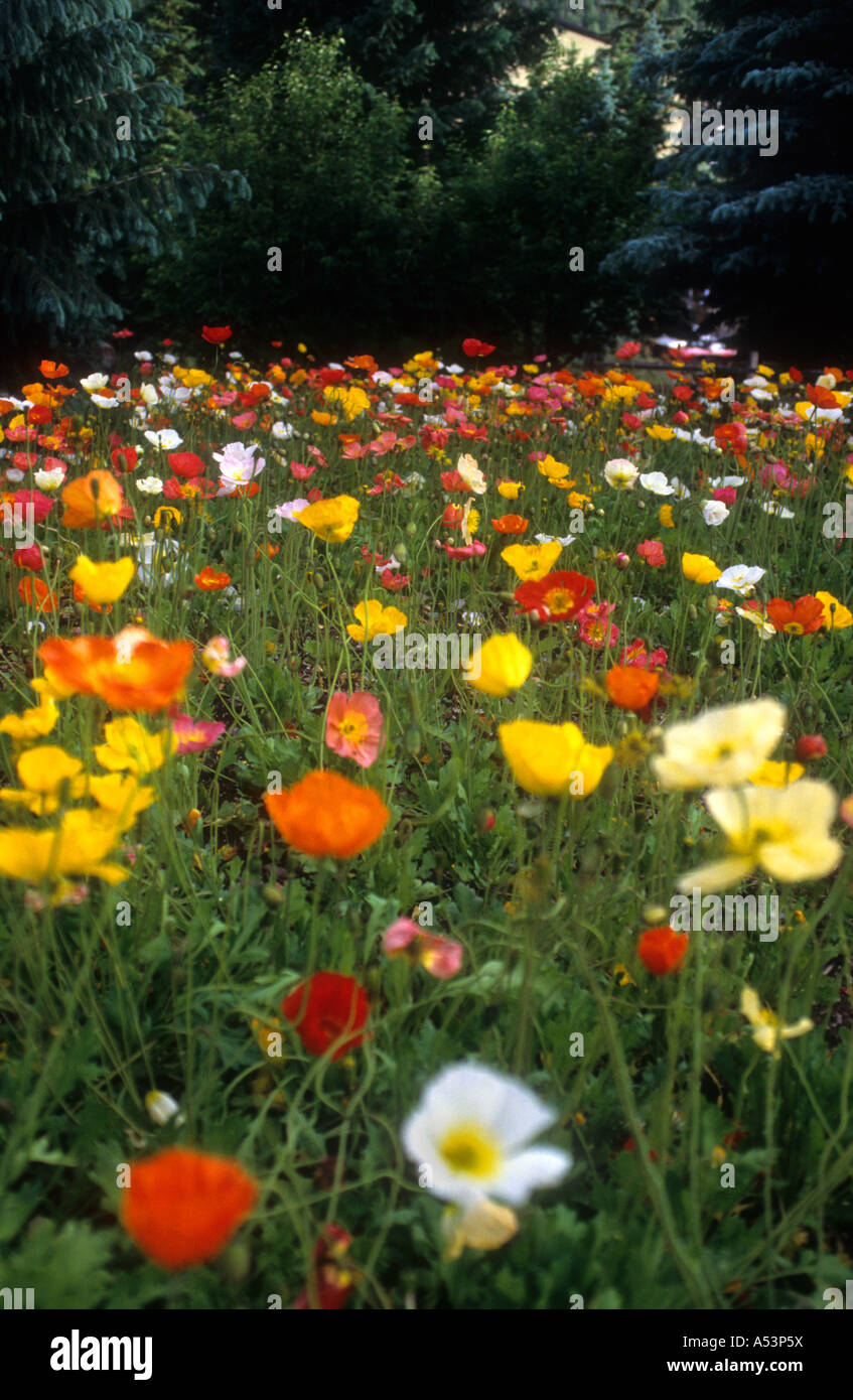 A Multi Coloured Array Of Poppys Stock Photo - Alamy