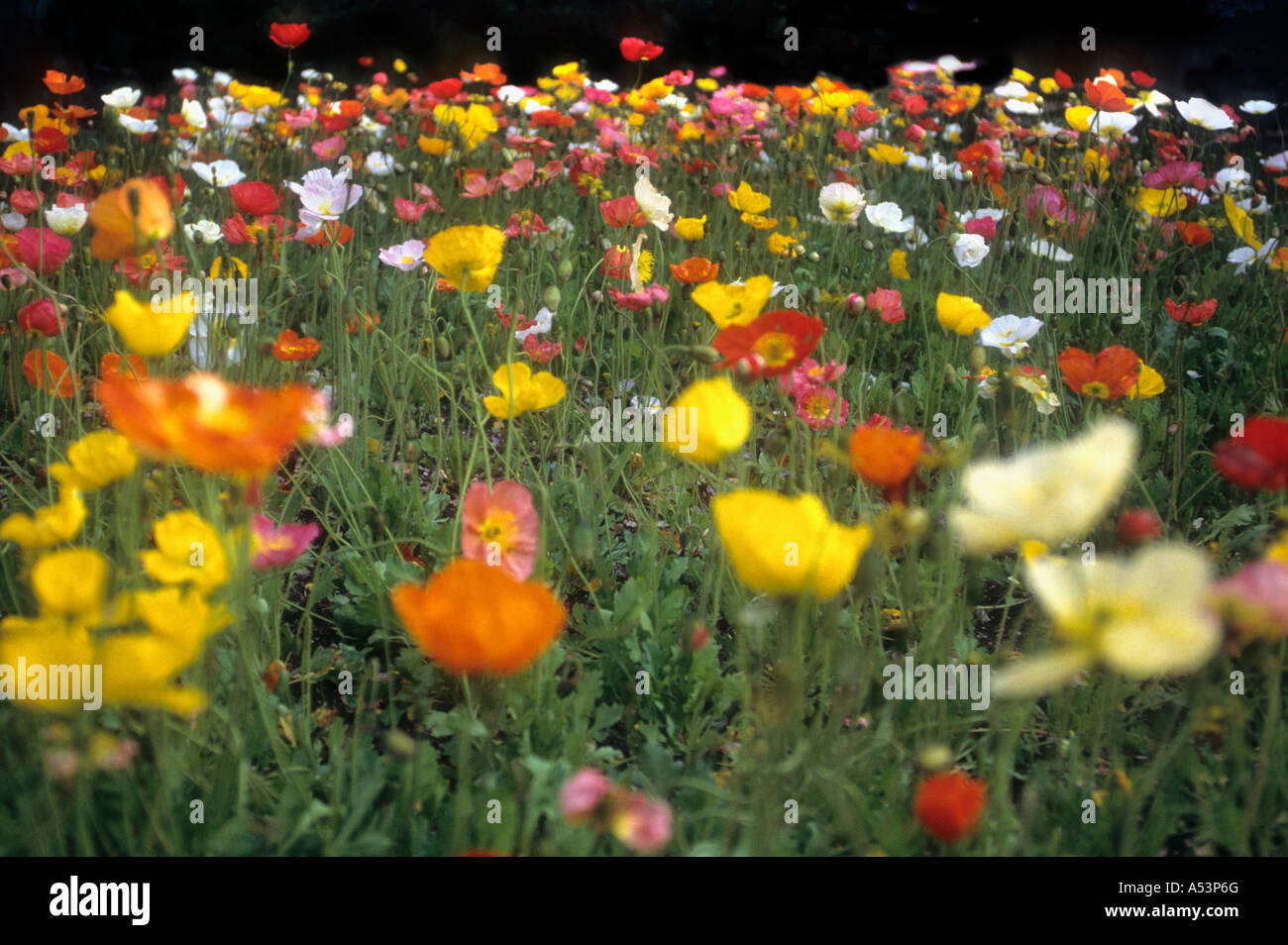 A Multi Coloured Array Of Poppys Stock Photo - Alamy