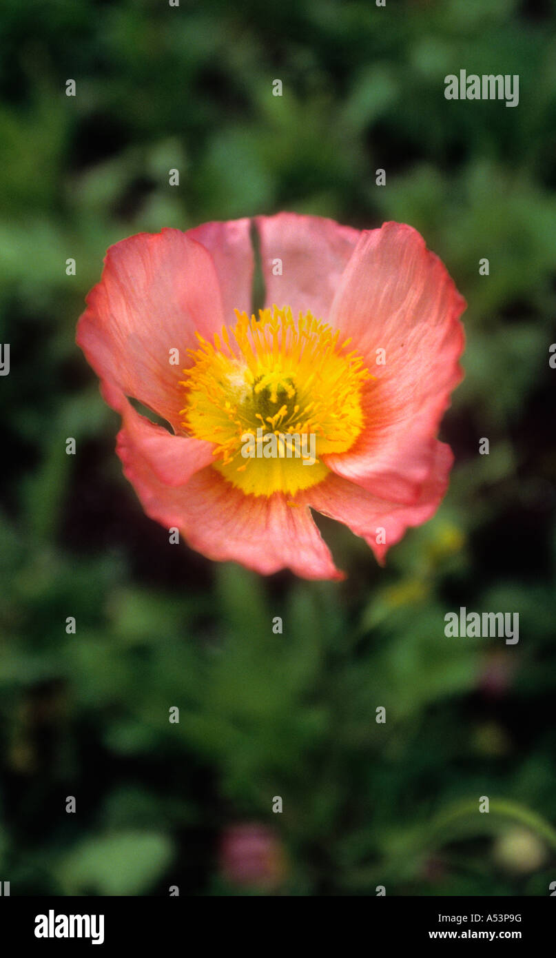 Closeup View Of A Species Of Poppy Stock Photo - Alamy