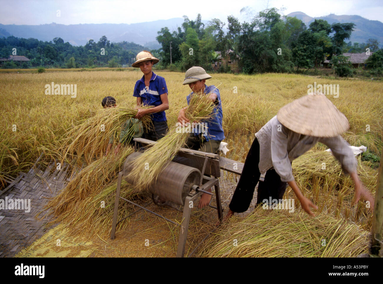 Painet ha1691 3393 farming treadle machine used for threshing rice lao ...