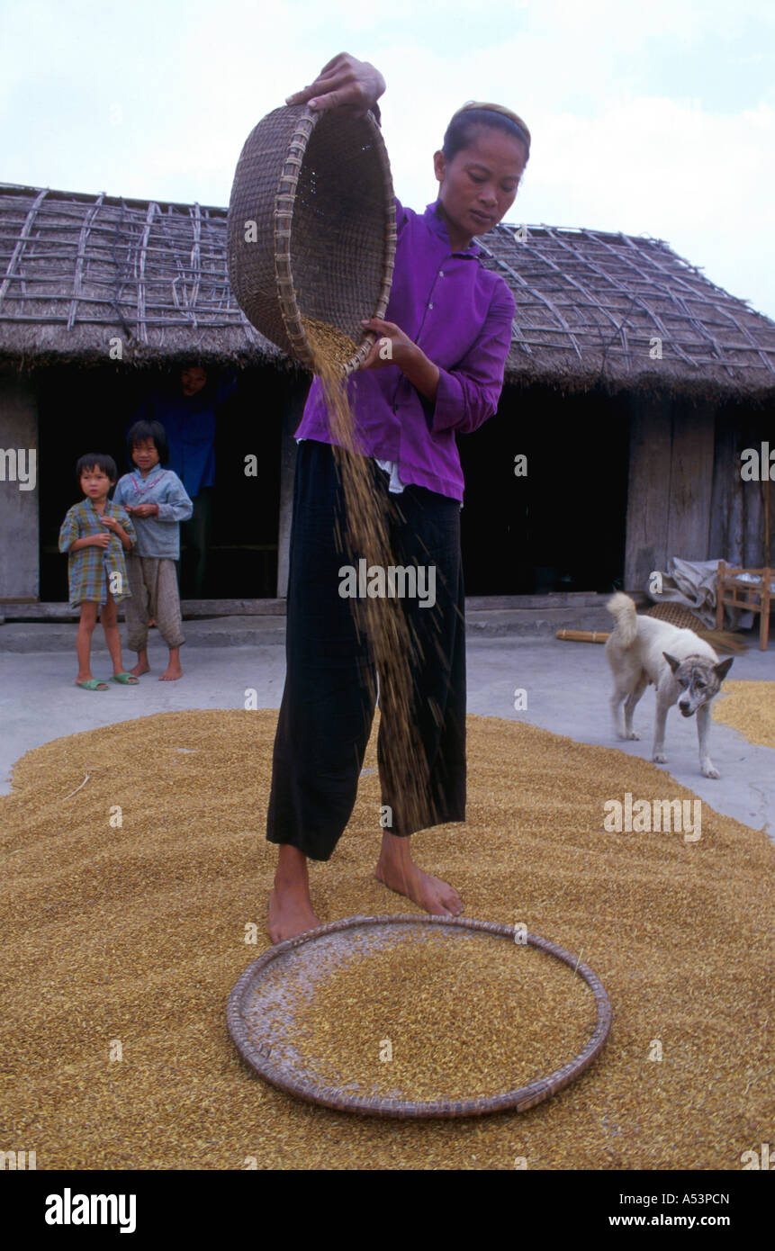 Painet ha1692 3394 food woman winnowing rice ky nam village anh ...