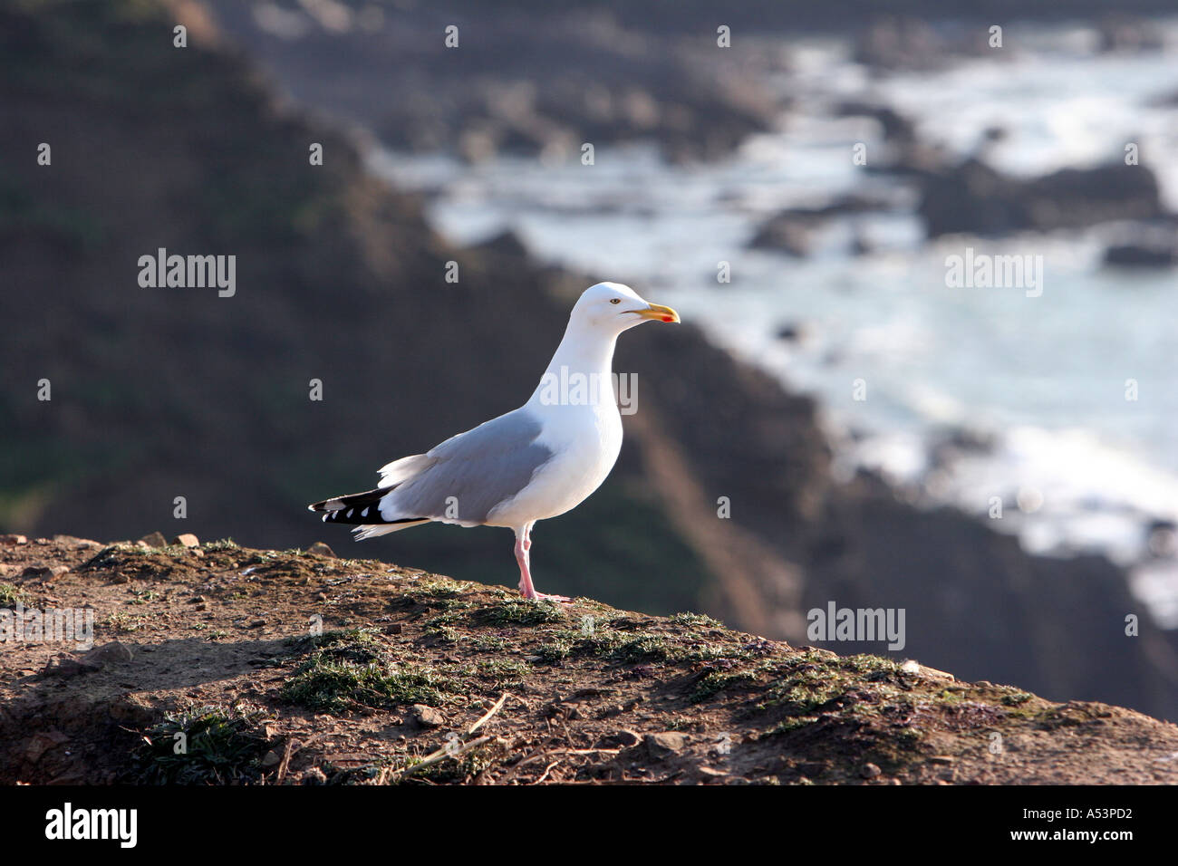 Jonathan livingstone seagull hi-res stock photography and images - Alamy
