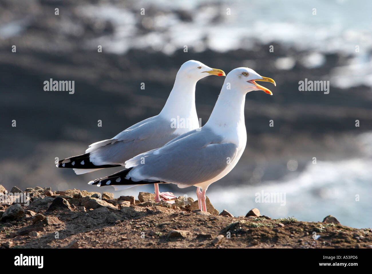 Jonathan livingstone seagull hi-res stock photography and images - Alamy