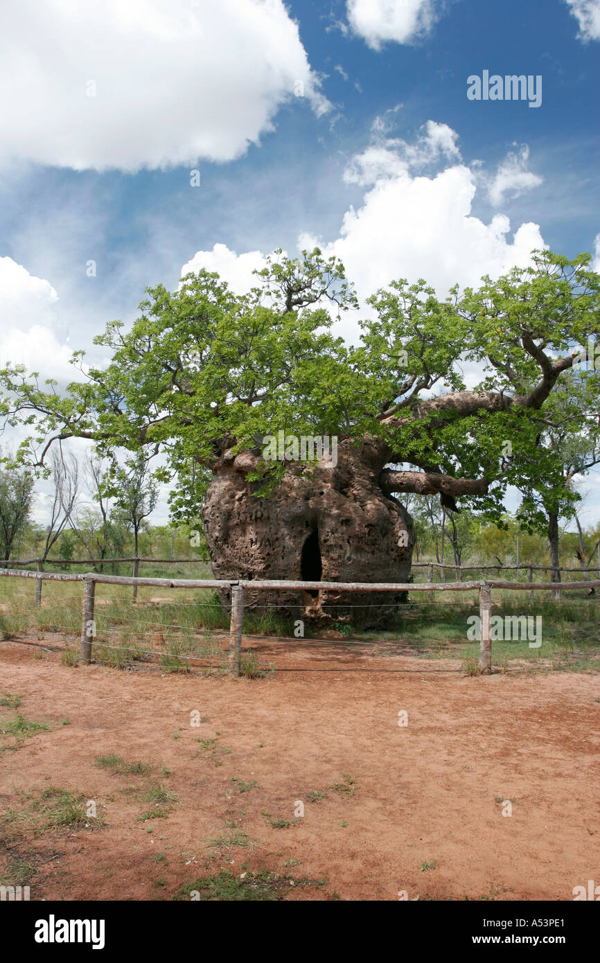 Baobab or Boab prison tree in Derby Kimberley Western Australia Stock ...