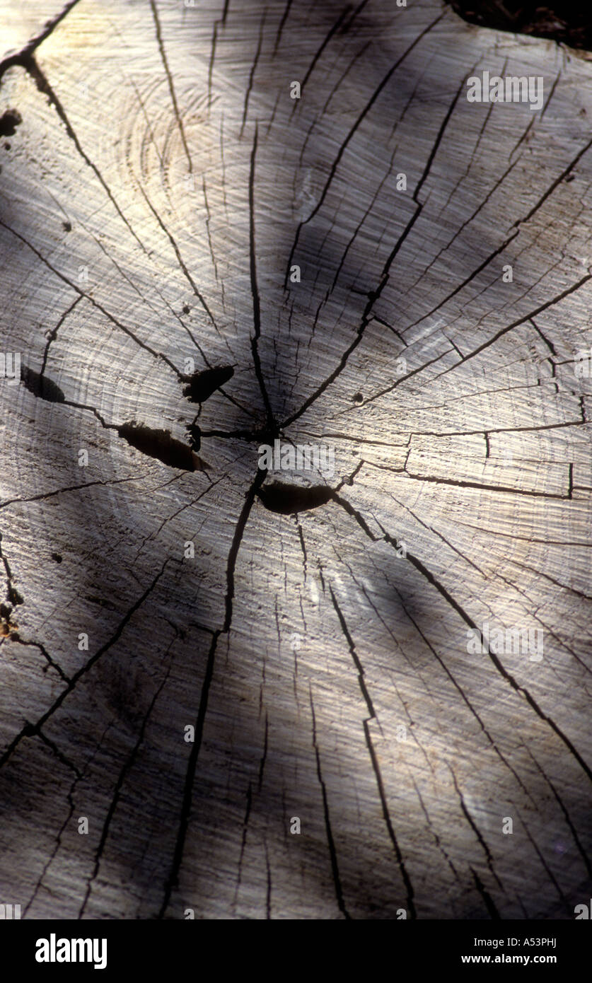 Closeup Of A Tree Stump Stock Photo - Alamy