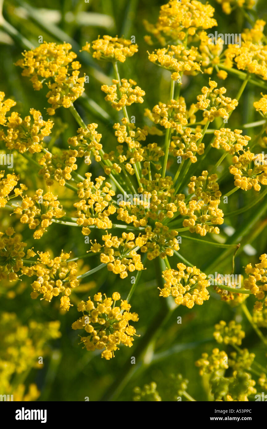 Close up of flowering fennel shot in natural environment Stock Photo ...