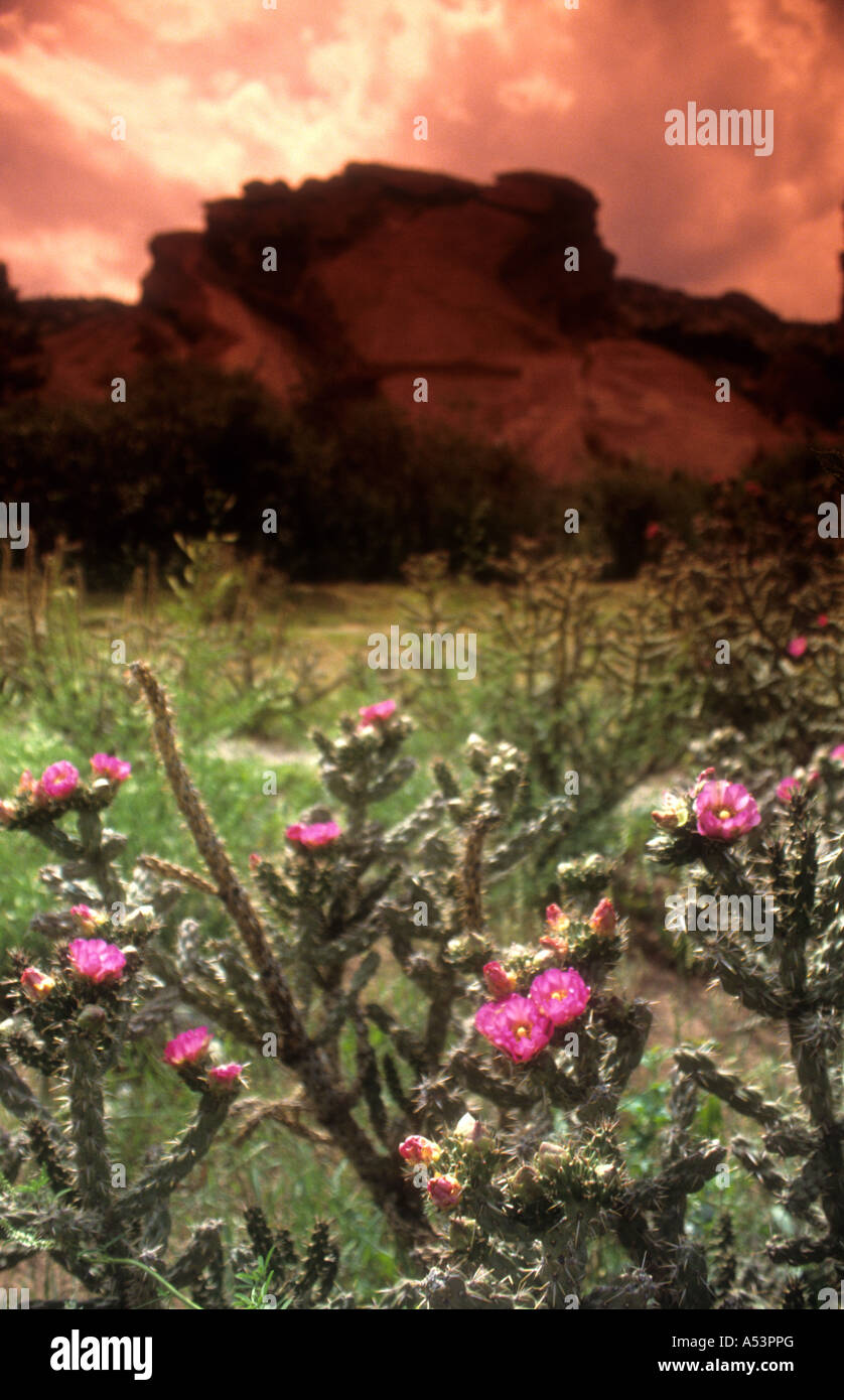 Wild Cacti Growing Around The Red Rock Area In Colorado USA Stock Photo ...