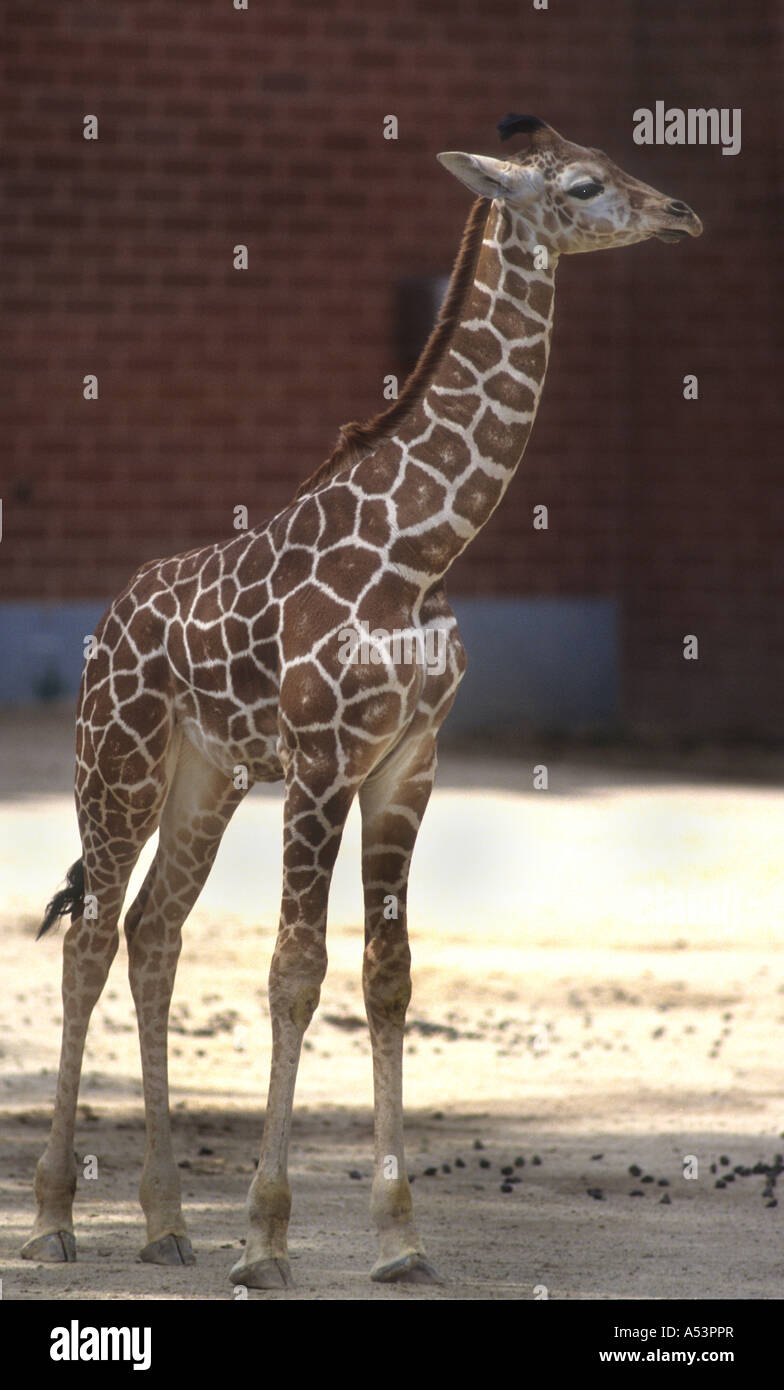 Zoo enclosure giraffe hi-res stock photography and images - Alamy