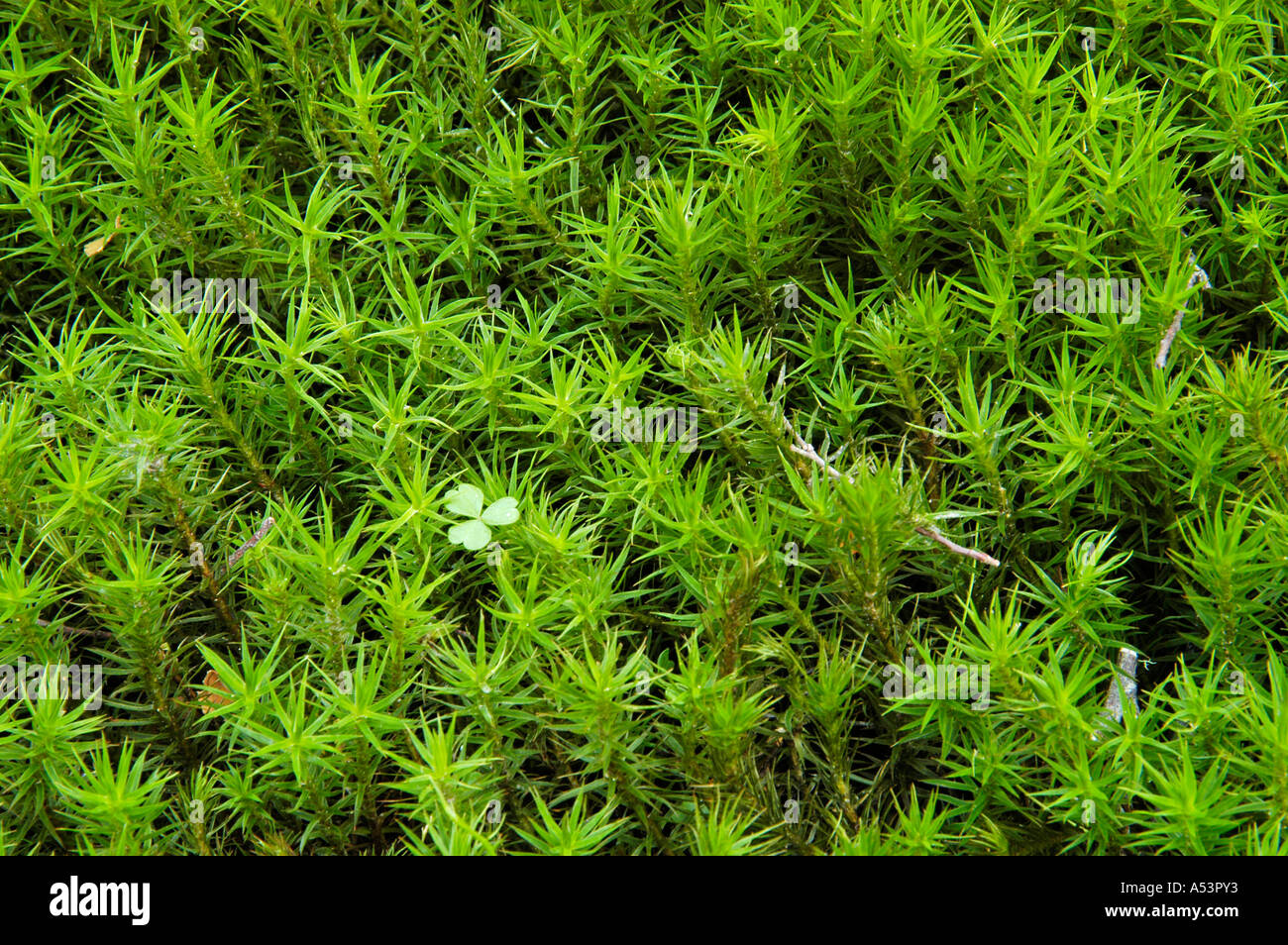 Moss growing on Overland Track in Cradle Mountain Lake St Clair ...