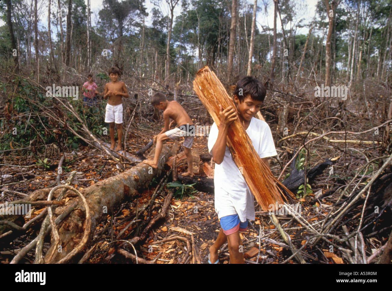 Painet ha1736 3503 child labor boys cutting rainforest for squatter ...