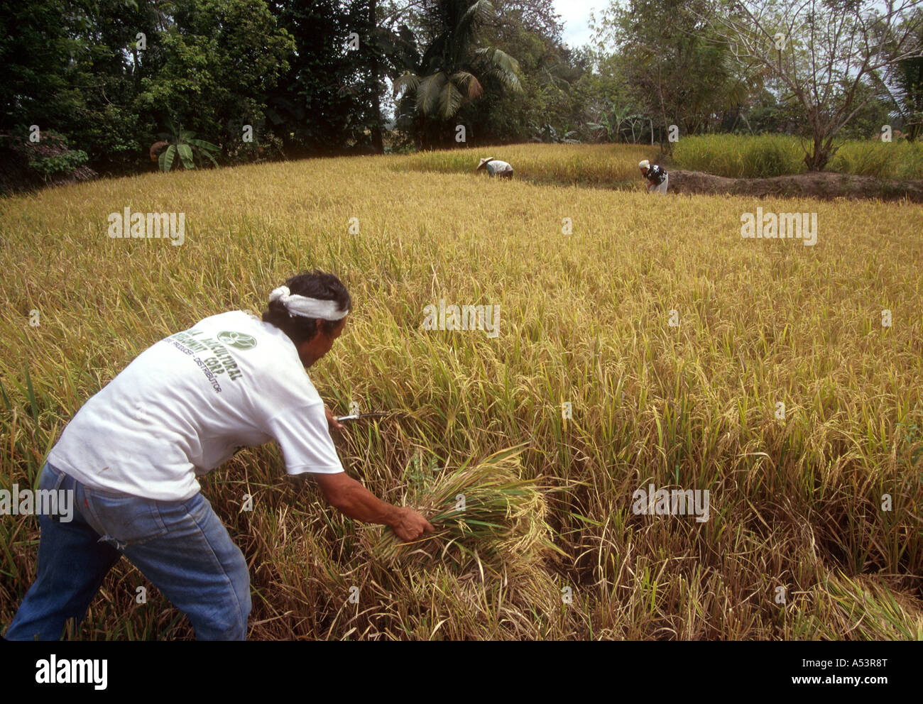 Strip cropping hi-res stock photography and images - Alamy