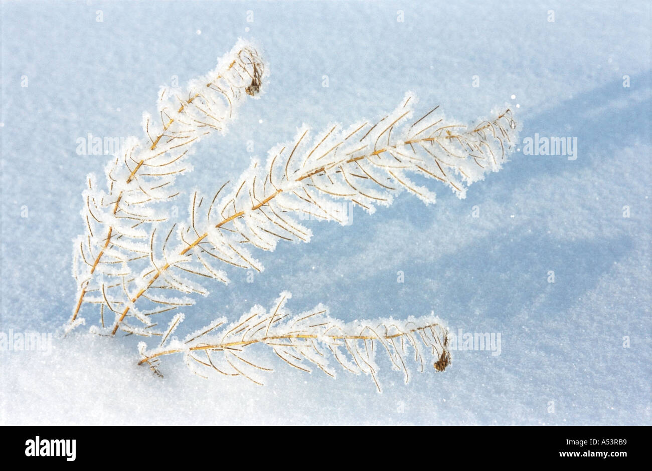 Blade of grass covered with hoarfrost Altai Siberia Russia Stock Photo ...