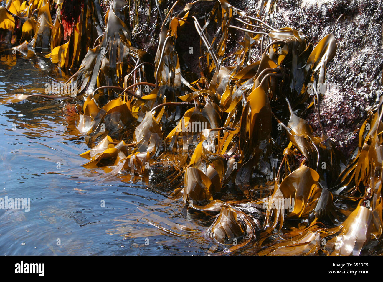 Tangled brown seaweed hi-res stock photography and images - Alamy