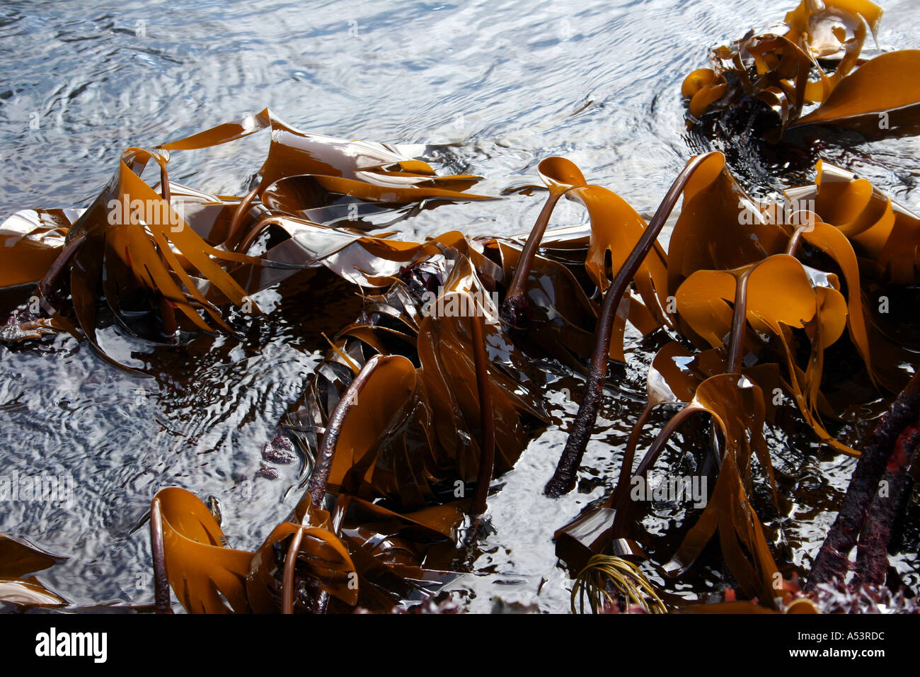 Holdfasts hi-res stock photography and images - Alamy