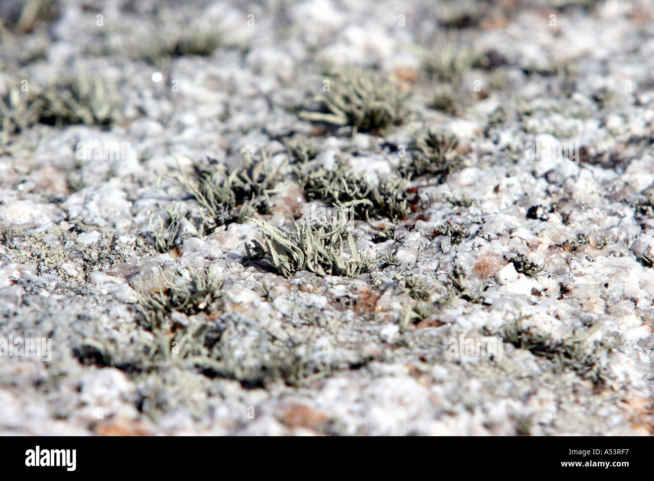 Lichen colony on granite rock Stock Photo - Alamy