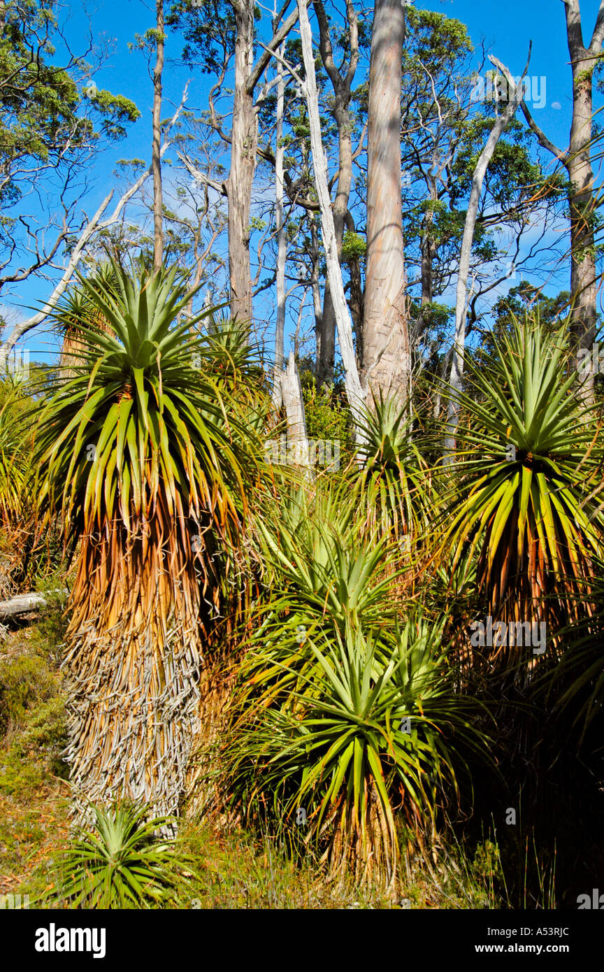 Pandanus trees hi-res stock photography and images - Alamy