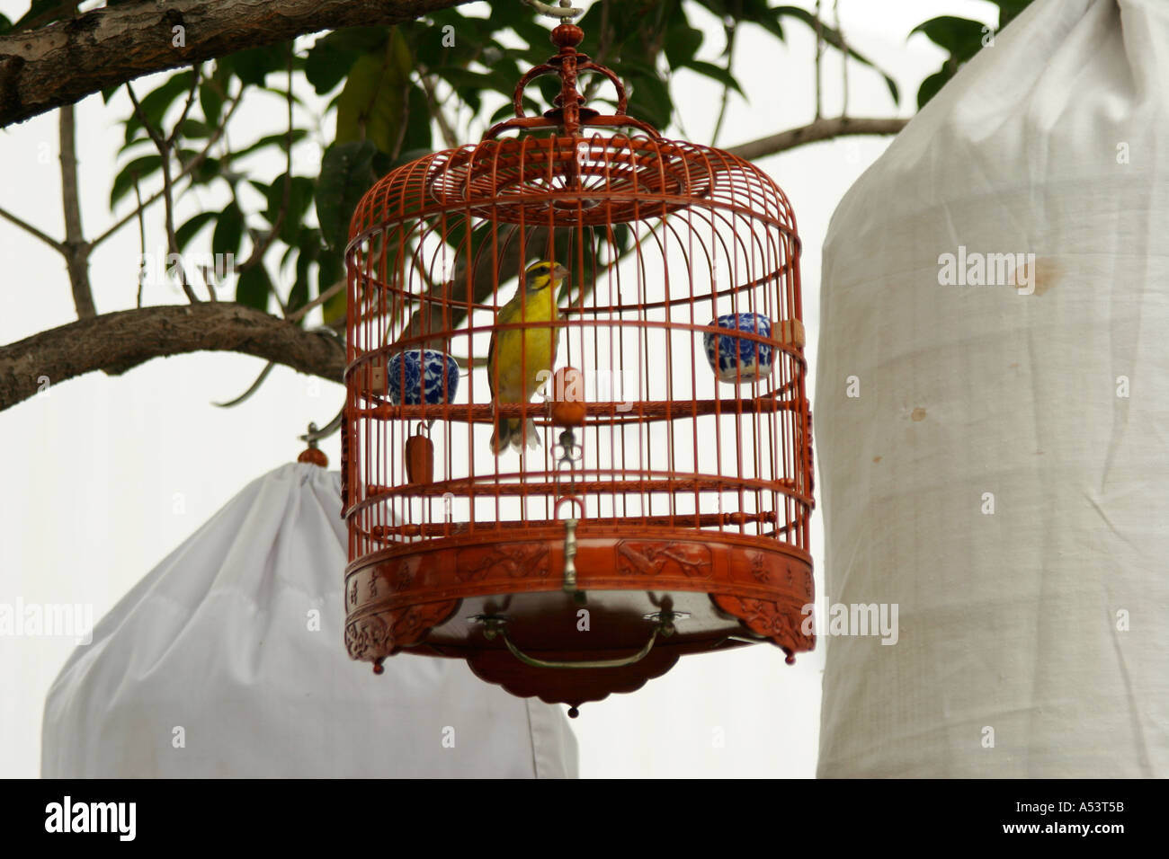 Bird Market in Mongkok Hong Kong Stock Photo - Alamy