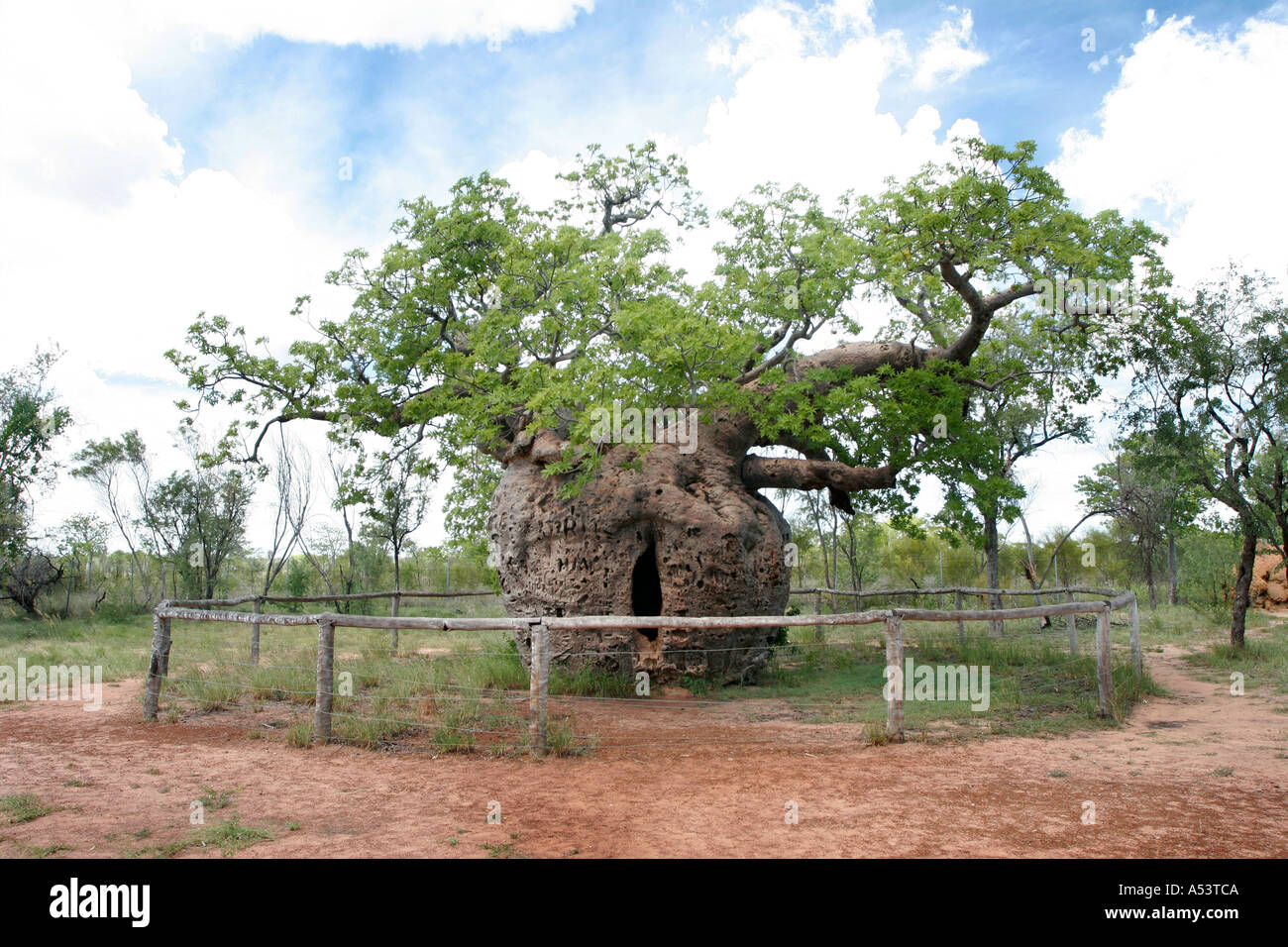 Baobab or Boab prison tree in Derby Kimberley Western Australia Stock ...