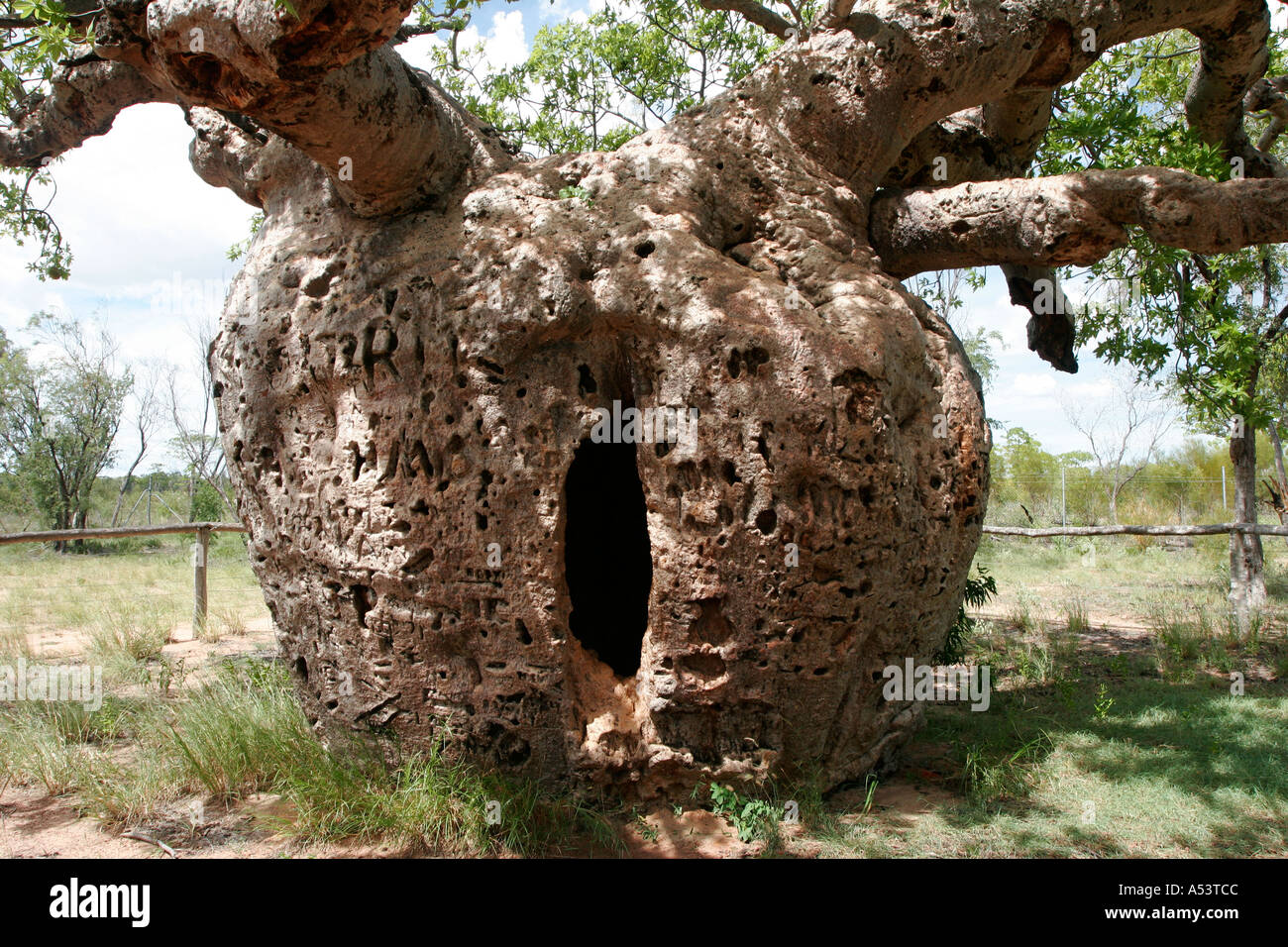 Baobab or Boab prison tree in Derby Kimberley Western Australia Stock ...