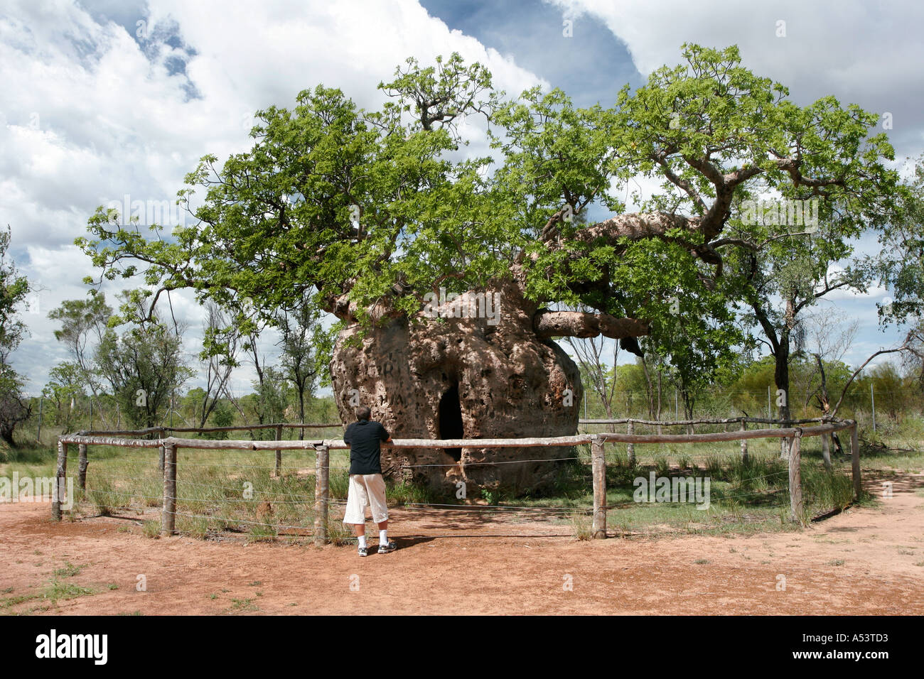 Prison boab tree hi-res stock photography and images - Alamy